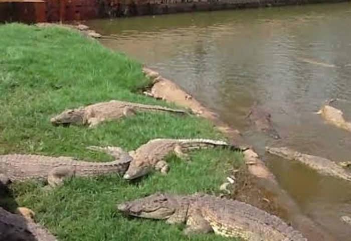 À la découverte du lac aux caïmans à Yamoussoukro 🐊🌊