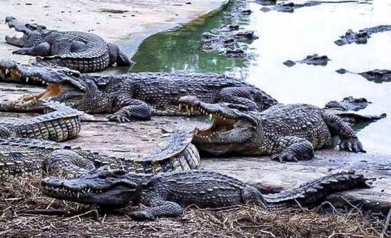 À la découverte du lac aux caïmans à Yamoussoukro 🐊🌊