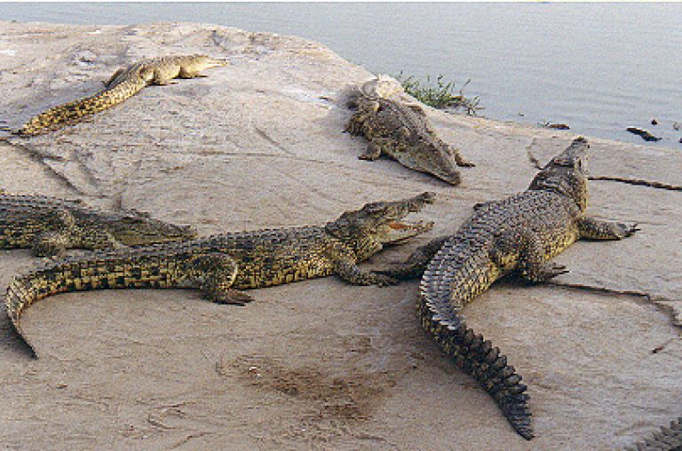 À la découverte du lac aux caïmans à Yamoussoukro 🐊🌊